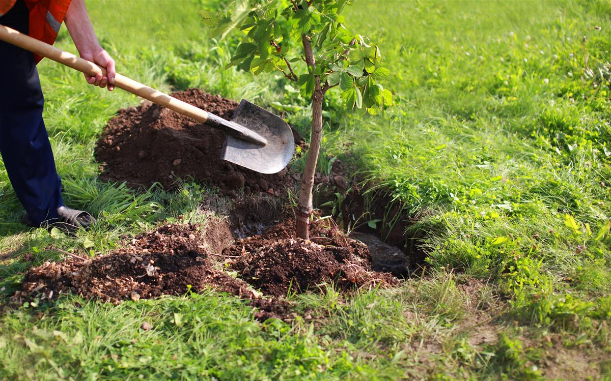Enkle trinn for å plante et tre i hagen